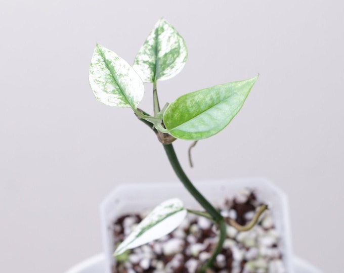 Cebu Blue Ghost Variegated Epipremnum Pinnatum Rooted Starter Plant - Etsy