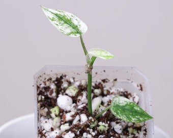 Cebu Blue Ghost Variegated Epipremnum Pinnatum Rooted Starter - Etsy