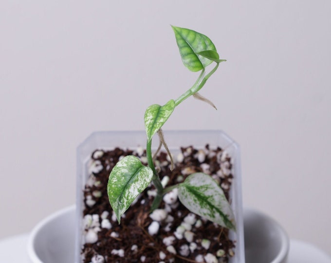 Cebu Blue Ghost Variegated Epipremnum Pinnatum Rooted Starter Plant - Etsy