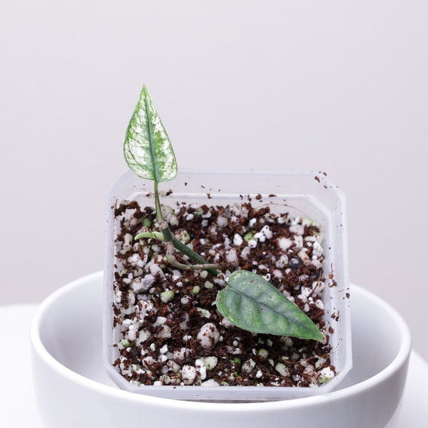 Cebu Blue Ghost - Etsy