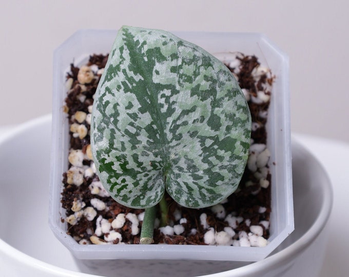 Tri-color Scindapsus Rooted Starter Plant - Etsy