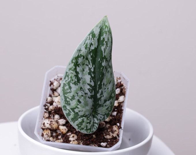 Tri-color Scindapsus Rooted Starter Plant - Etsy