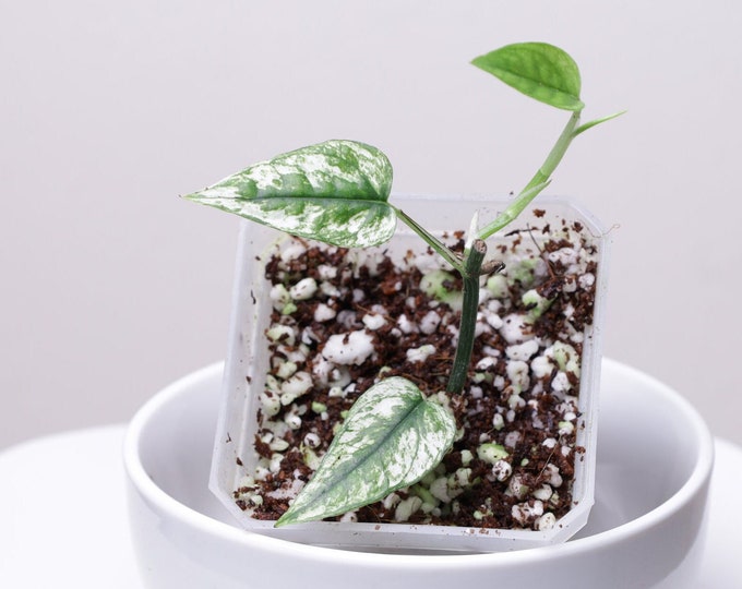 Cebu Blue Ghost Variegated Epipremnum Pinnatum Rooted Starter Plant - Etsy