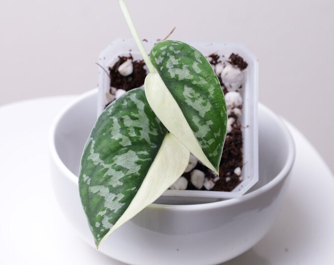 Mayari Scindapsus Pictus Rooted Starter Plant - Etsy