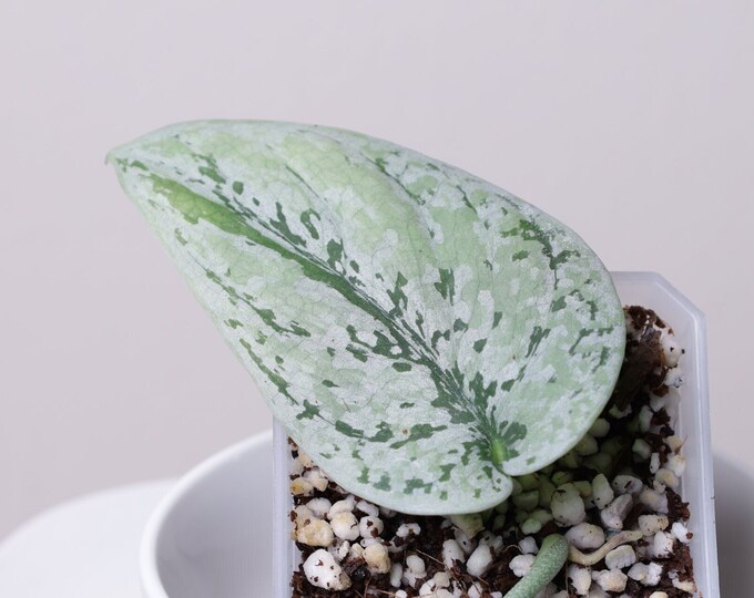 Tri-color Scindapsus Rooted Starter Plant - Etsy