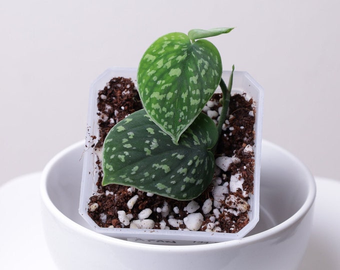 Haask (snake Scale) Scindapsus Pictus Rooted Starter Plant - Etsy
