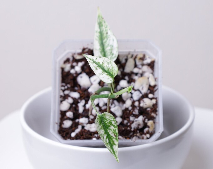 Cebu Blue Ghost Variegated Epipremnum Pinnatum Rooted Starter Plant - Etsy