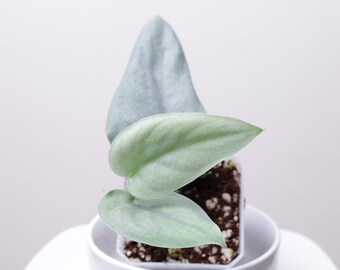 Platinum Scindapsus Rooted Starter Plant - Etsy