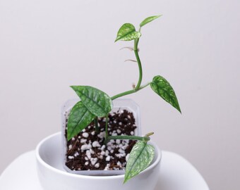 Cebu Blue Ghost Variegated Epipremnum Pinnatum Rooted Starter Plant - Etsy