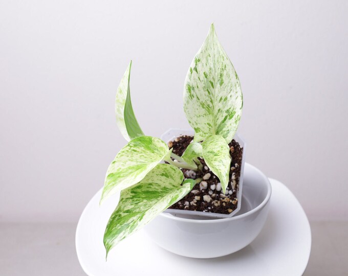 Teruno Fanfare Epipremnum Aureum Pothos (japan) Rooted Starter Plant - Etsy