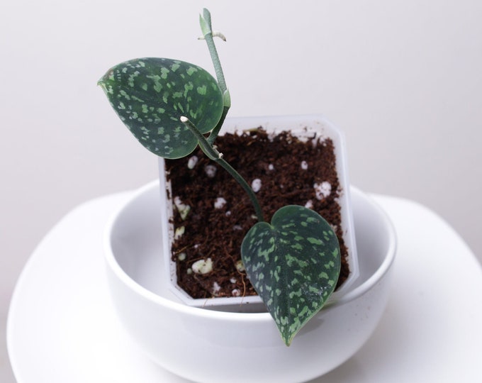 Haask (snake Scale) Scindapsus Pictus Rooted Starter Plant - Etsy