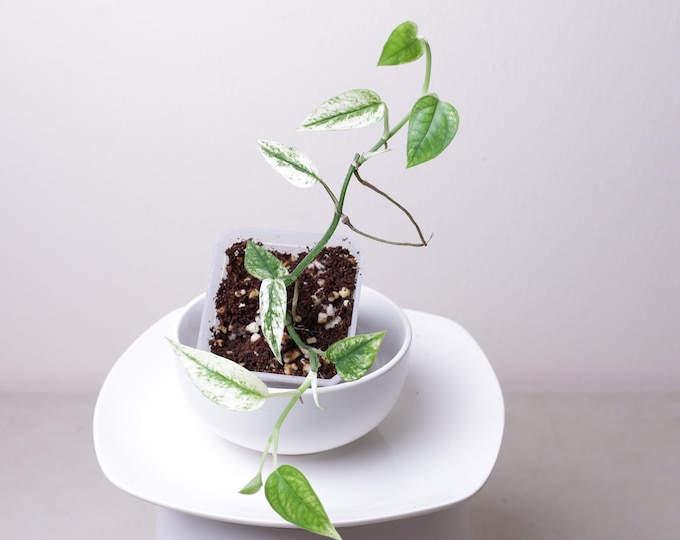 Cebu Blue Ghost Variegated Epipremnum Pinnatum Rooted Starter Plant - Etsy