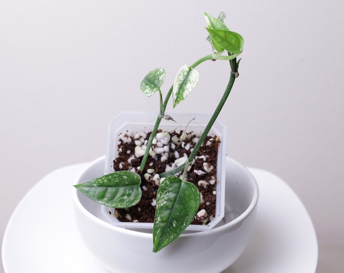 Cebu Blue Ghost Variegated Epipremnum Pinnatum Rooted Starter Plant - Etsy