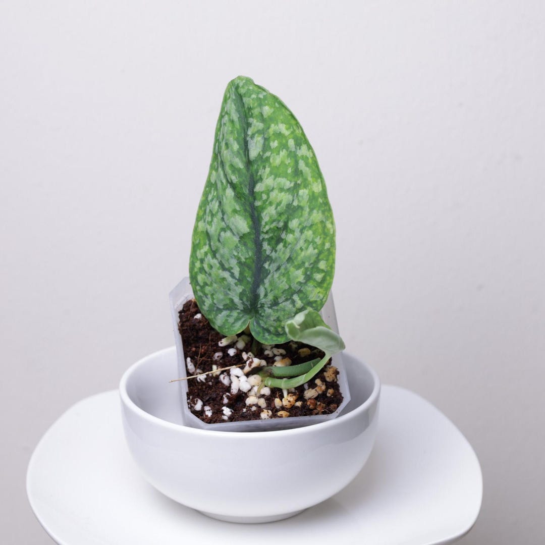 Leopard Mt Salak Scindapsus Mint Variegated Rooted Starter Plant - Etsy