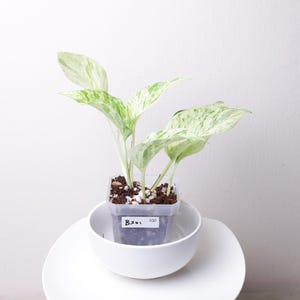 Teruno Fanfare Epipremnum Aureum Pothos japan Rooted Starter Plant - Etsy
