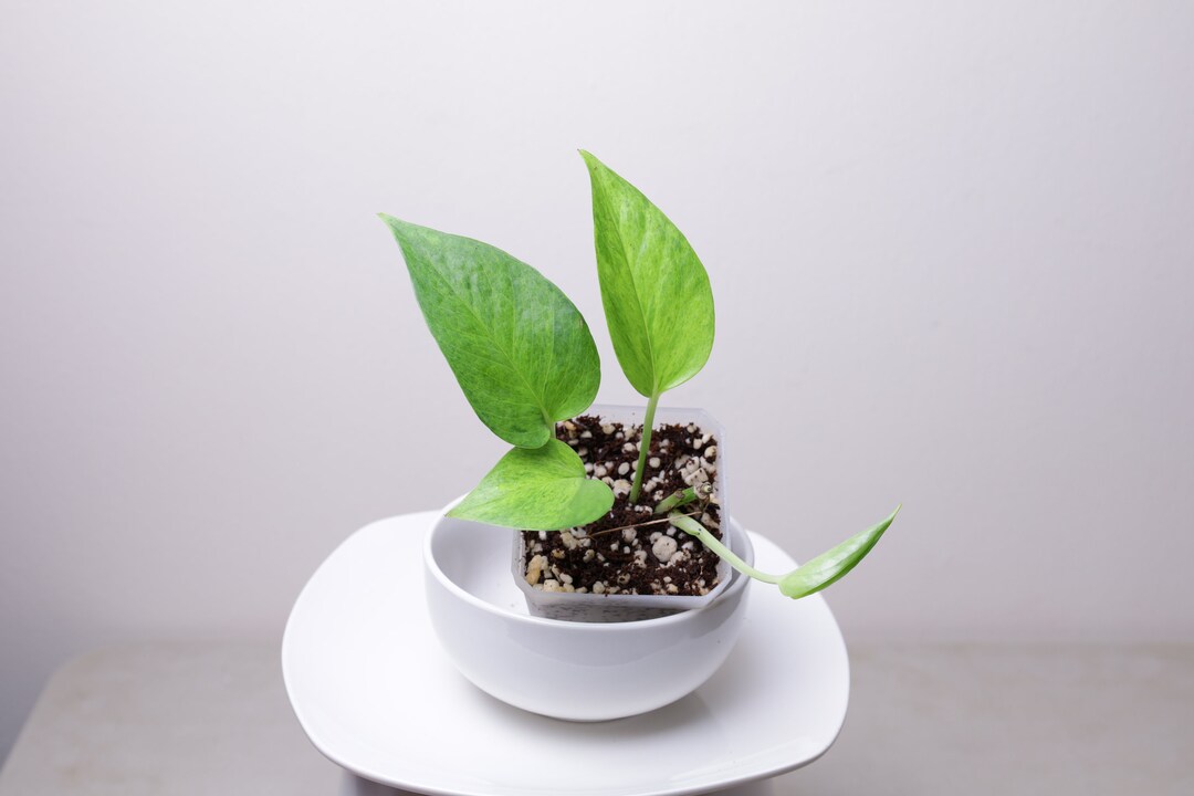 Teruno Carnival Epipremnum Aureum Pothos japan Rooted - Etsy