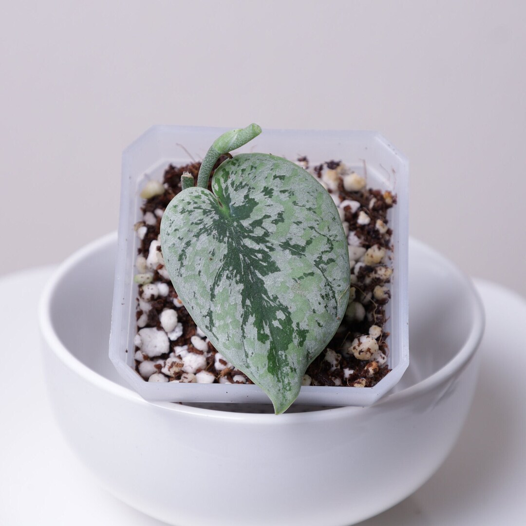 Tri-color Scindapsus Rooted Starter Plant - Etsy