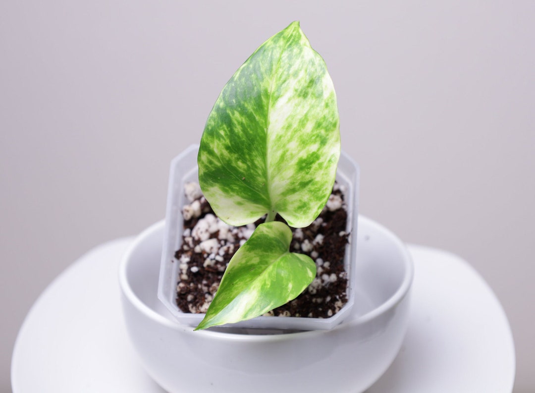 Teruno Valencia Epipremnum Aureum Pothos japan Rooted - Etsy