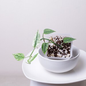 Cebu Blue Ghost Variegated Epipremnum Pinnatum Rooted Starter Plant - Etsy