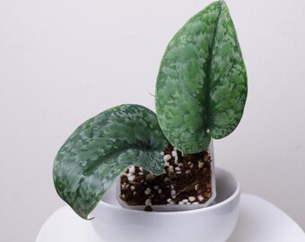 Haask (snake Scale) Scindapsus Pictus Rooted Starter Plant - Etsy