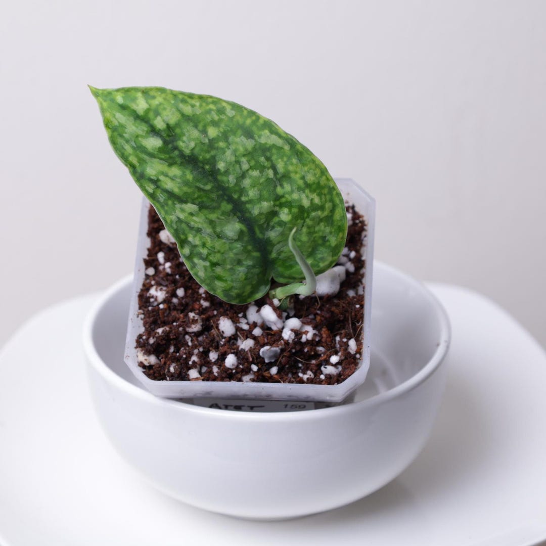 Leopard Mt Salak Scindapsus Mint Variegated Rooted Starter Plant - Etsy