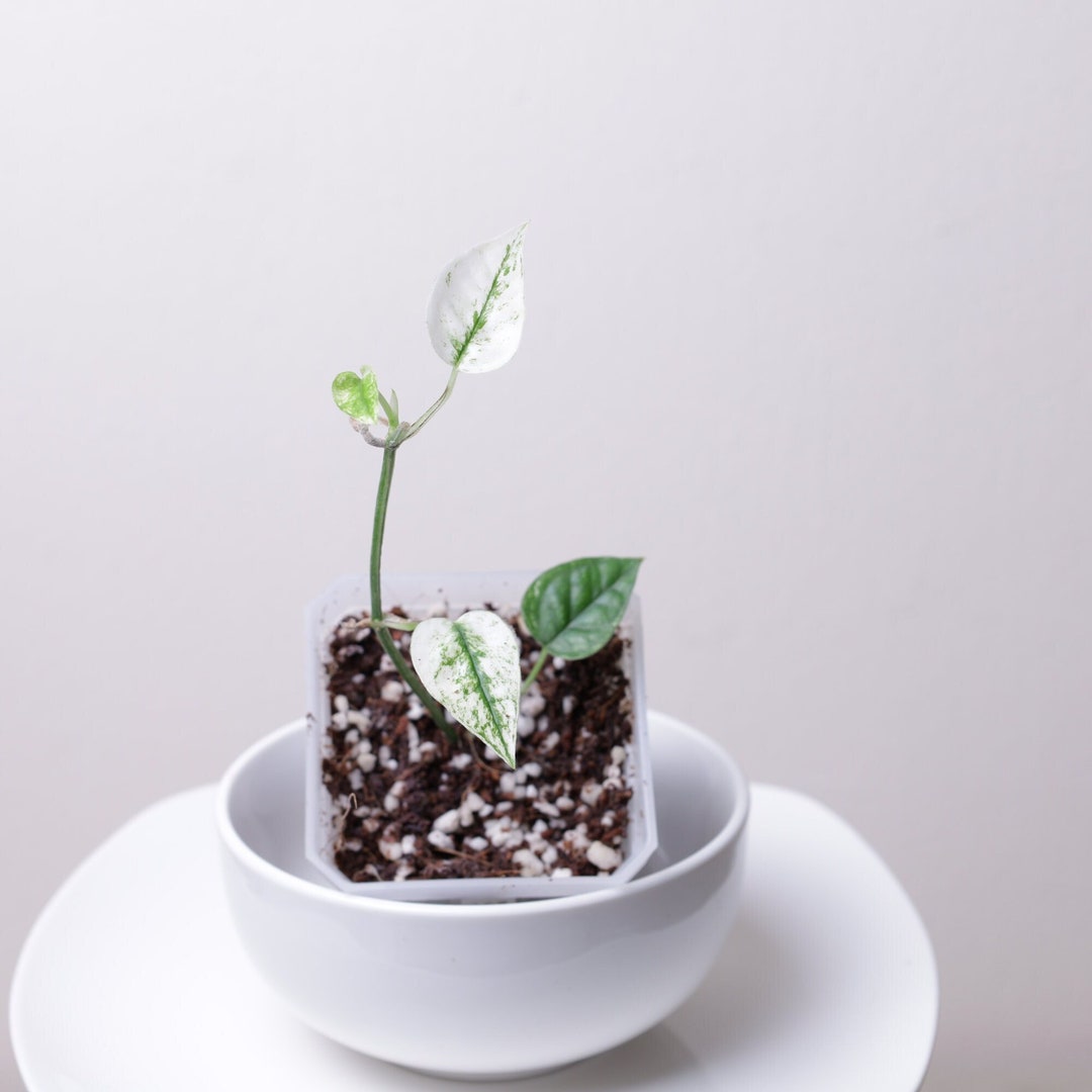 Cebu Blue Ghost Variegated Epipremnum Pinnatum Rooted Starter - Etsy