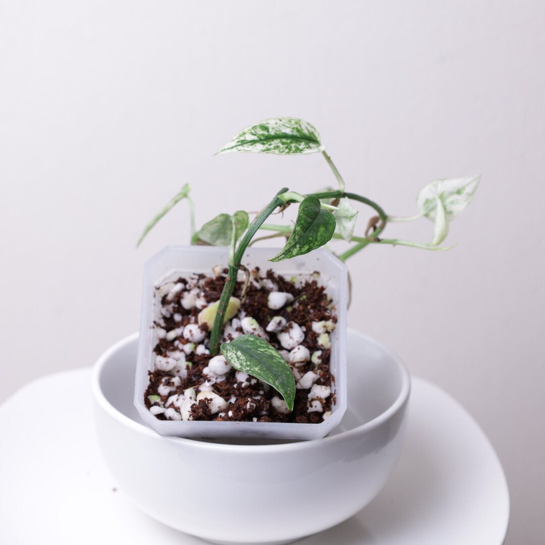 Cebu Blue Ghost Variegated Epipremnum Pinnatum Rooted Starter Plant - Etsy