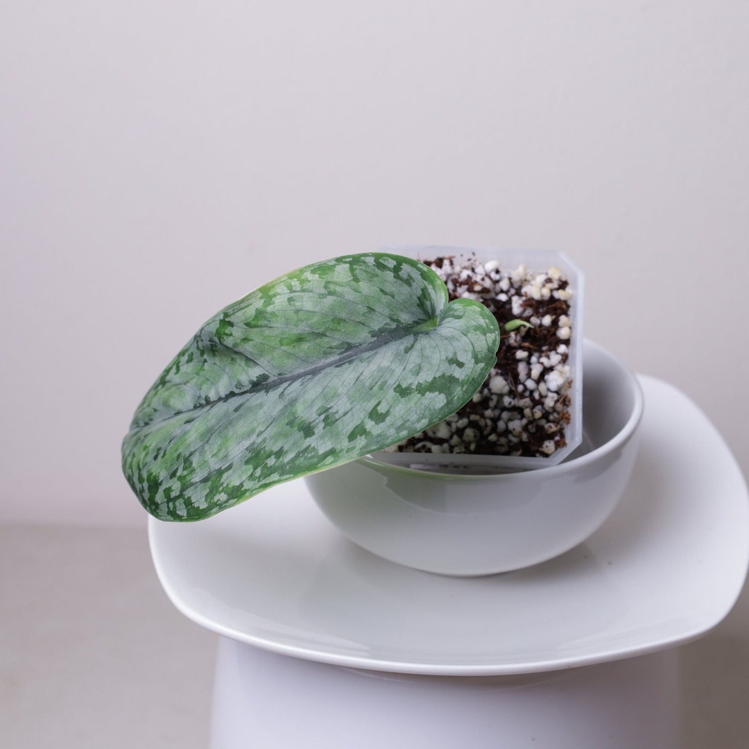 Silver Duchess Scindapsus Pictus Rooted Starter Plant - Etsy