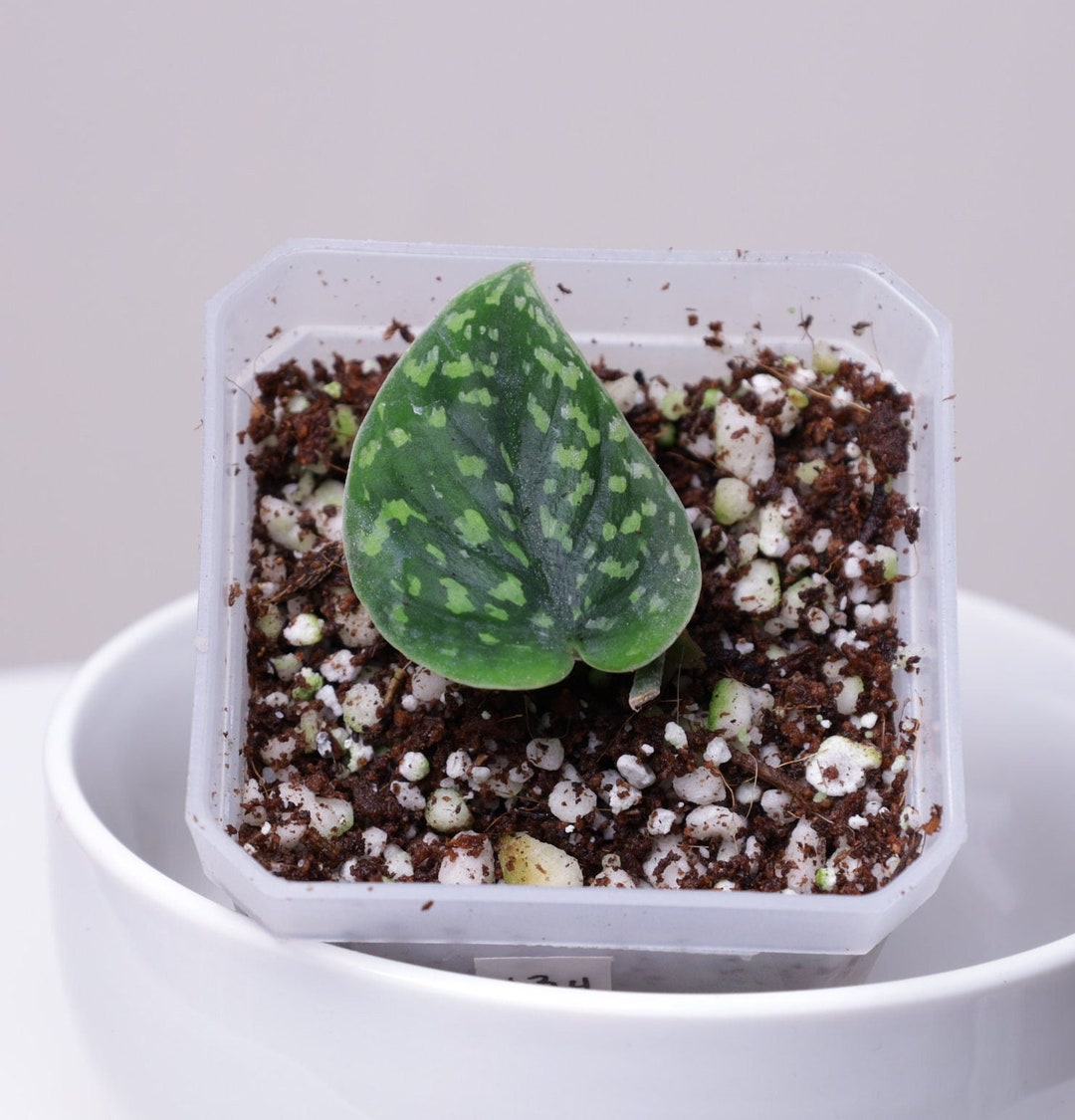 Haask (snake Scale) Scindapsus Pictus Rooted Starter Plant - Etsy