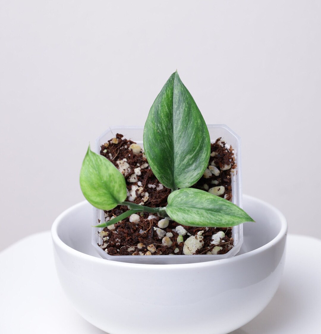 Mint Variegated Scindapsus Treubii Rooted Starter Plant - Etsy