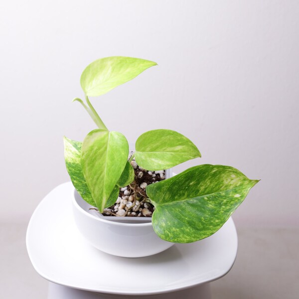 Pothos Plant - Etsy