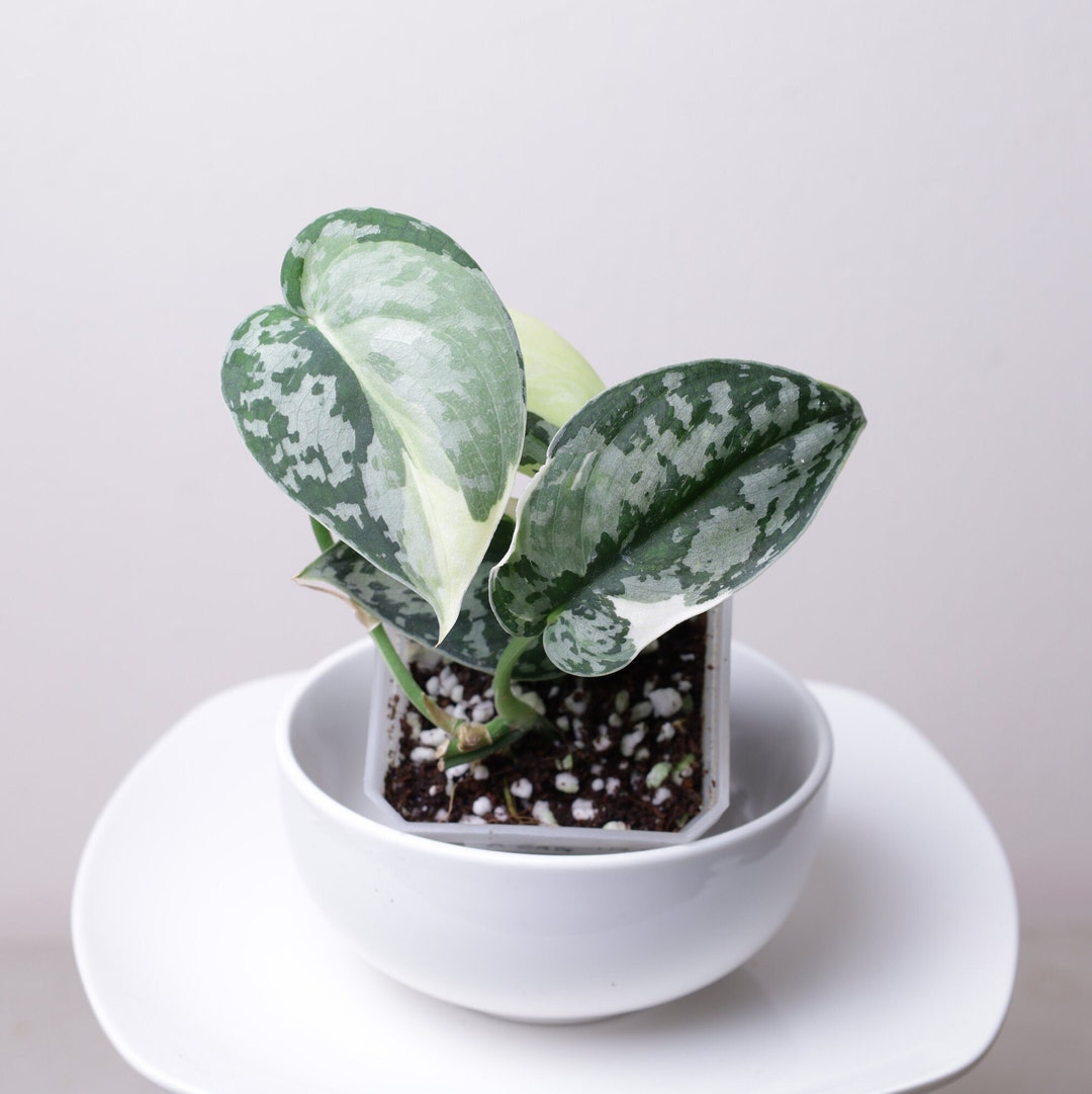 Mayari Scindapsus Pictus Rooted Starter Plant - Etsy