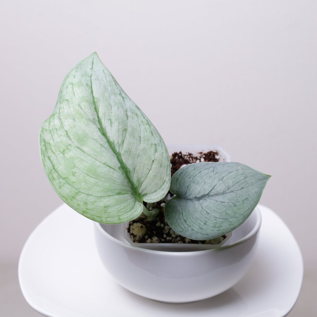 Silver Cloud Scindapsus Rooted Starter Plant - Etsy