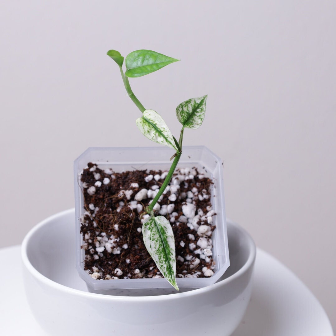 Cebu Blue Ghost Variegated Epipremnum Pinnatum Rooted Starter - Etsy