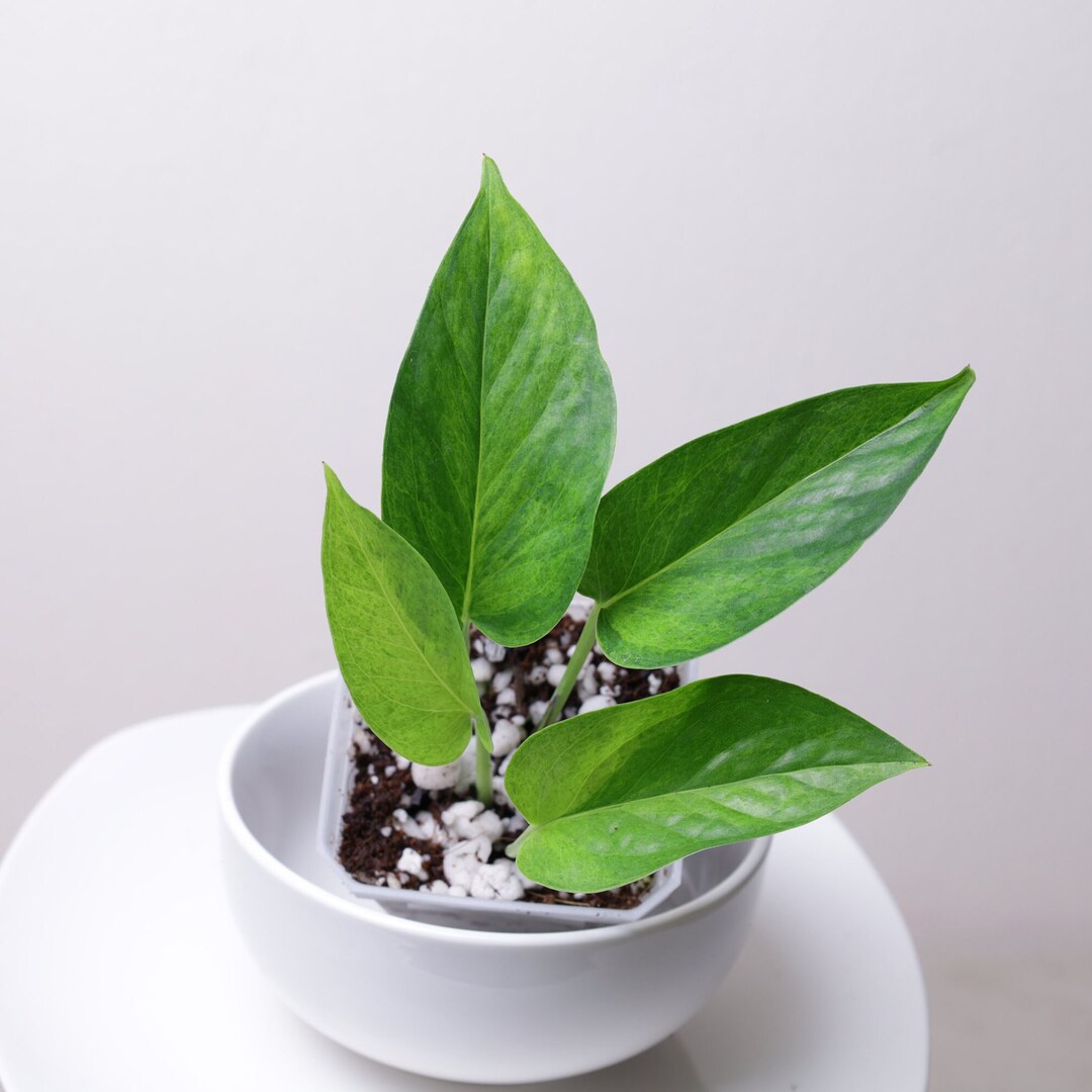 Teruno Carnival Epipremnum Aureum Pothos japan Rooted - Etsy