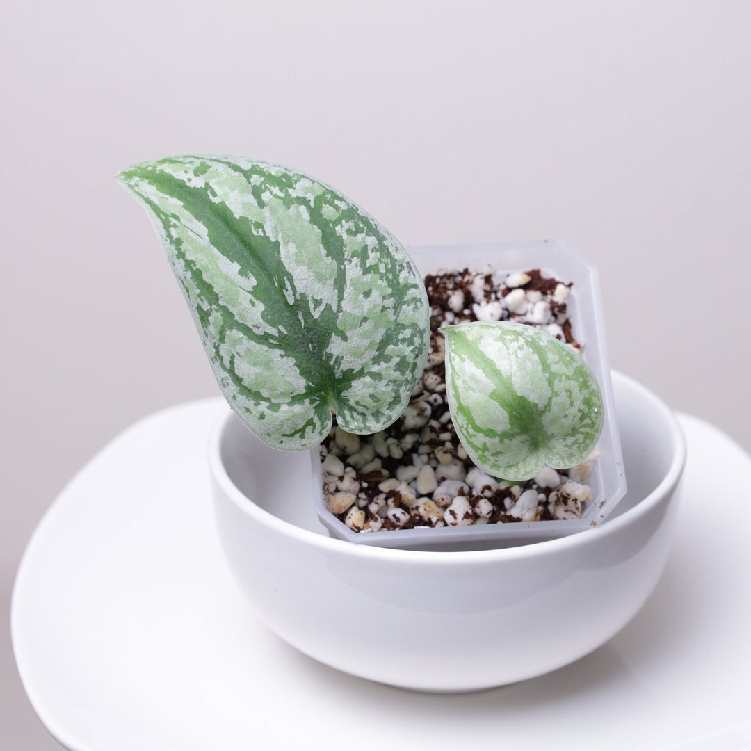 Tri-color Scindapsus Rooted Starter Plant - Etsy