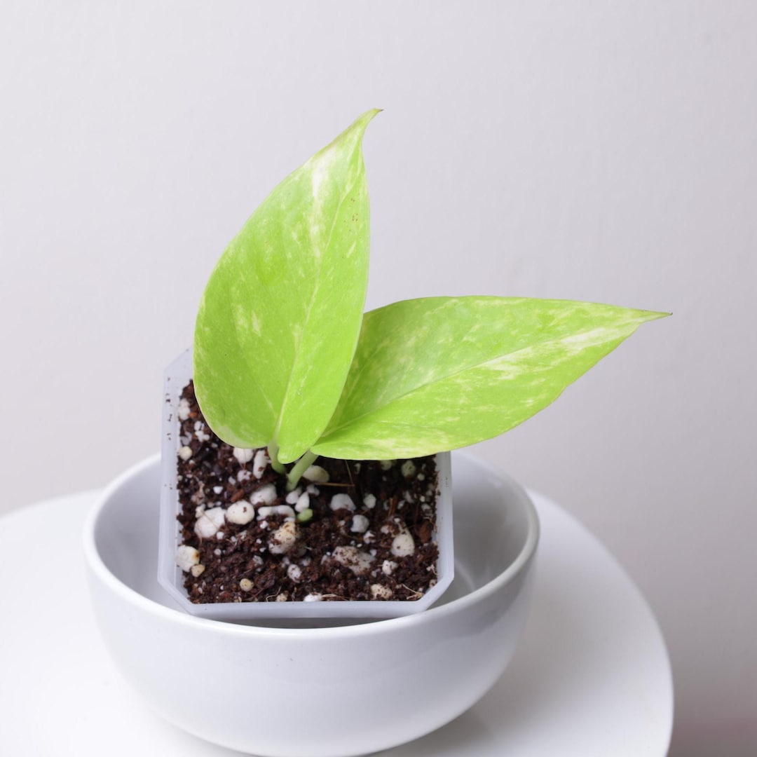 Variegated Neon Pothos - Epipremnum Aureum Rooted Starter Plant - Etsy