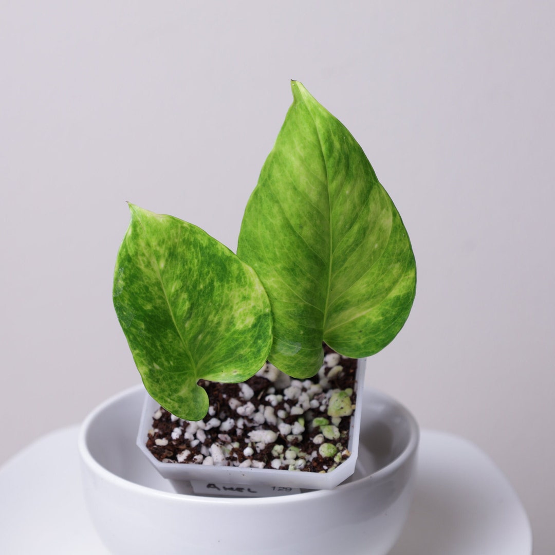 Teruno Robin Epipremnum Aureum Pothos (japan) Rooted Starter Plant - Etsy