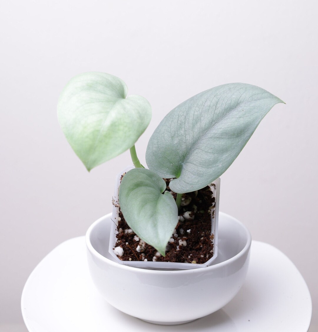 Platinum Scindapsus Rooted Starter Plant - Etsy