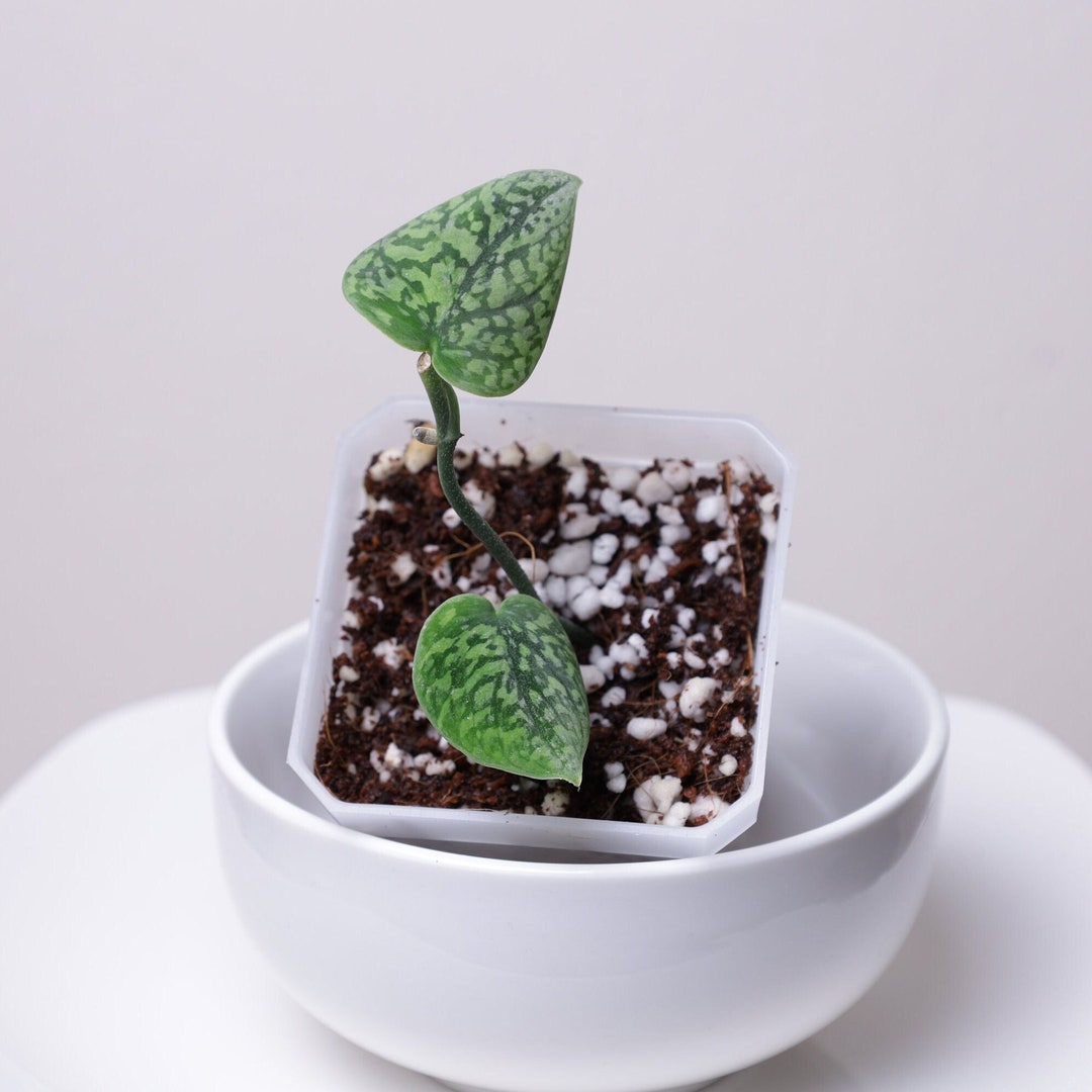 Haask (snake Scale) Scindapsus Pictus Rooted Starter Plant - Etsy