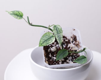 Variegated Cebu Blue Epipremnum Pinnatum Cebu Blue Ghost - Etsy