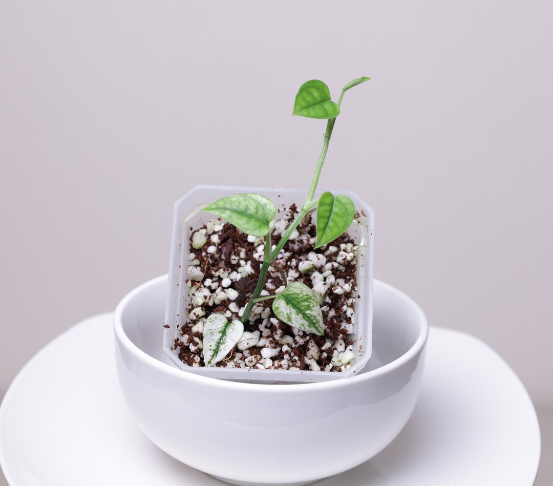 Cebu Blue Ghost Variegated Epipremnum Pinnatum Rooted Starter Plant - Etsy