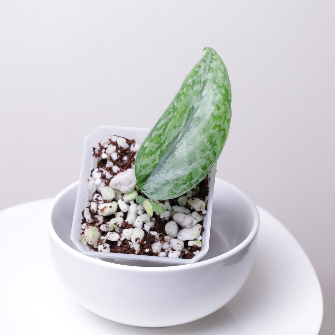 Bangkok Tattoo Scindapsus Rooted Starter Plant - Etsy