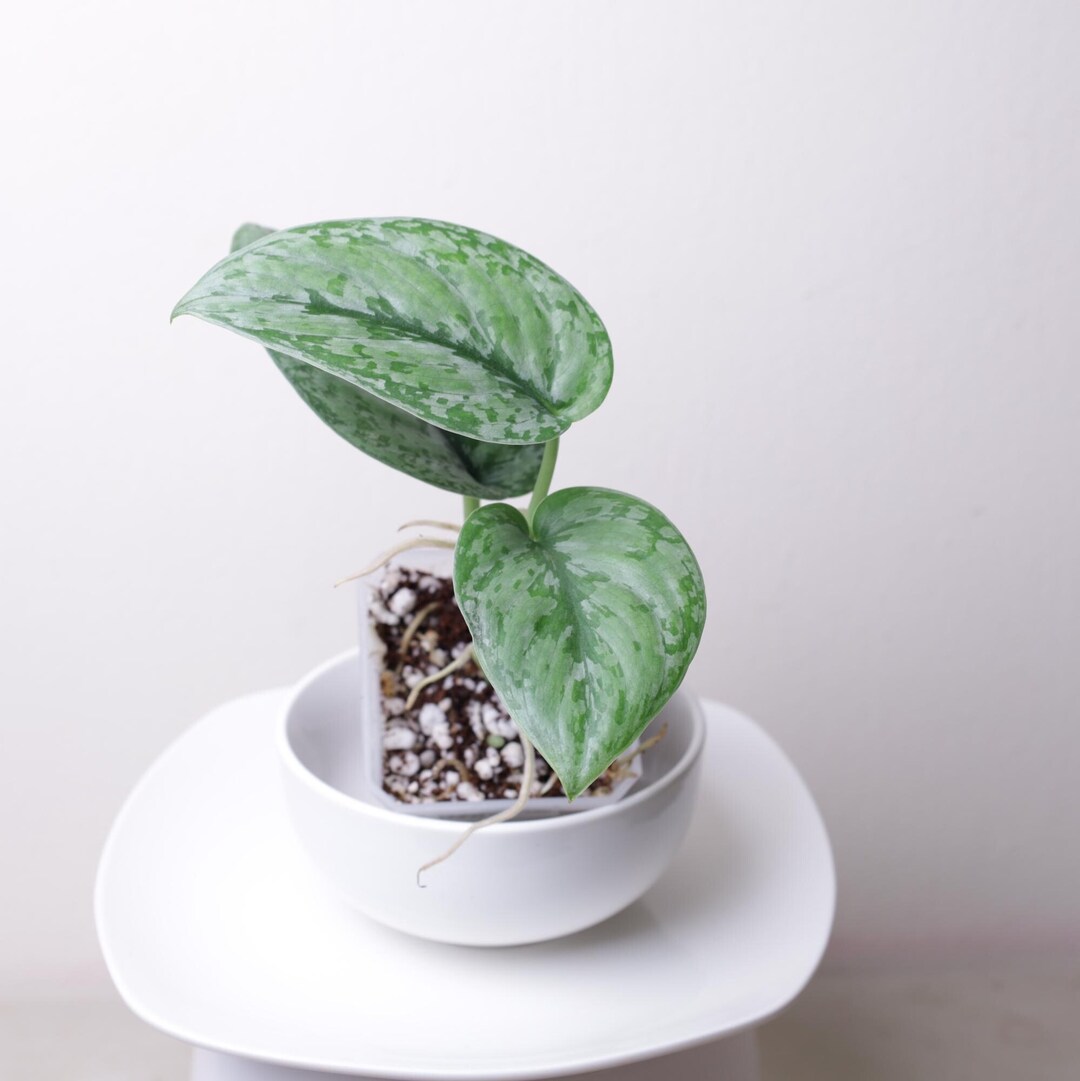 Bangkok Tattoo Scindapsus Rooted Starter Plant - Etsy