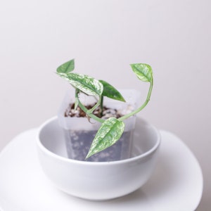 Cebu Blue Ghost Variegated Epipremnum Pinnatum Rooted Starter Plant - Etsy