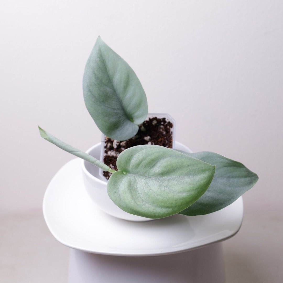 Platinum Scindapsus Rooted Starter Plant - Etsy