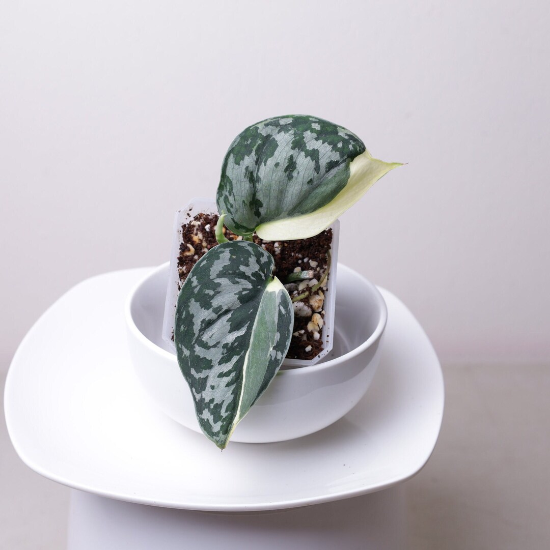 Mayari Scindapsus Pictus Rooted Starter Plant - Etsy