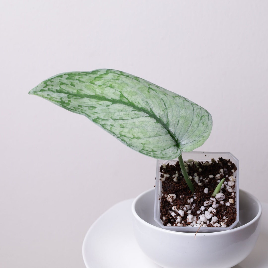 Silver Cloud Scindapsus Rooted Starter Plant - Etsy