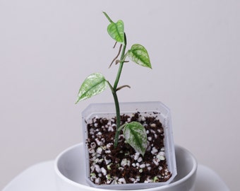 Cebu Blue Ghost Variegated Epipremnum Pinnatum Rooted Starter Plant - Etsy