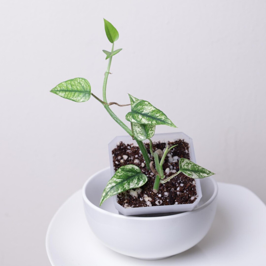 Cebu Blue Ghost Variegated Epipremnum Pinnatum Rooted Starter Plant - Etsy